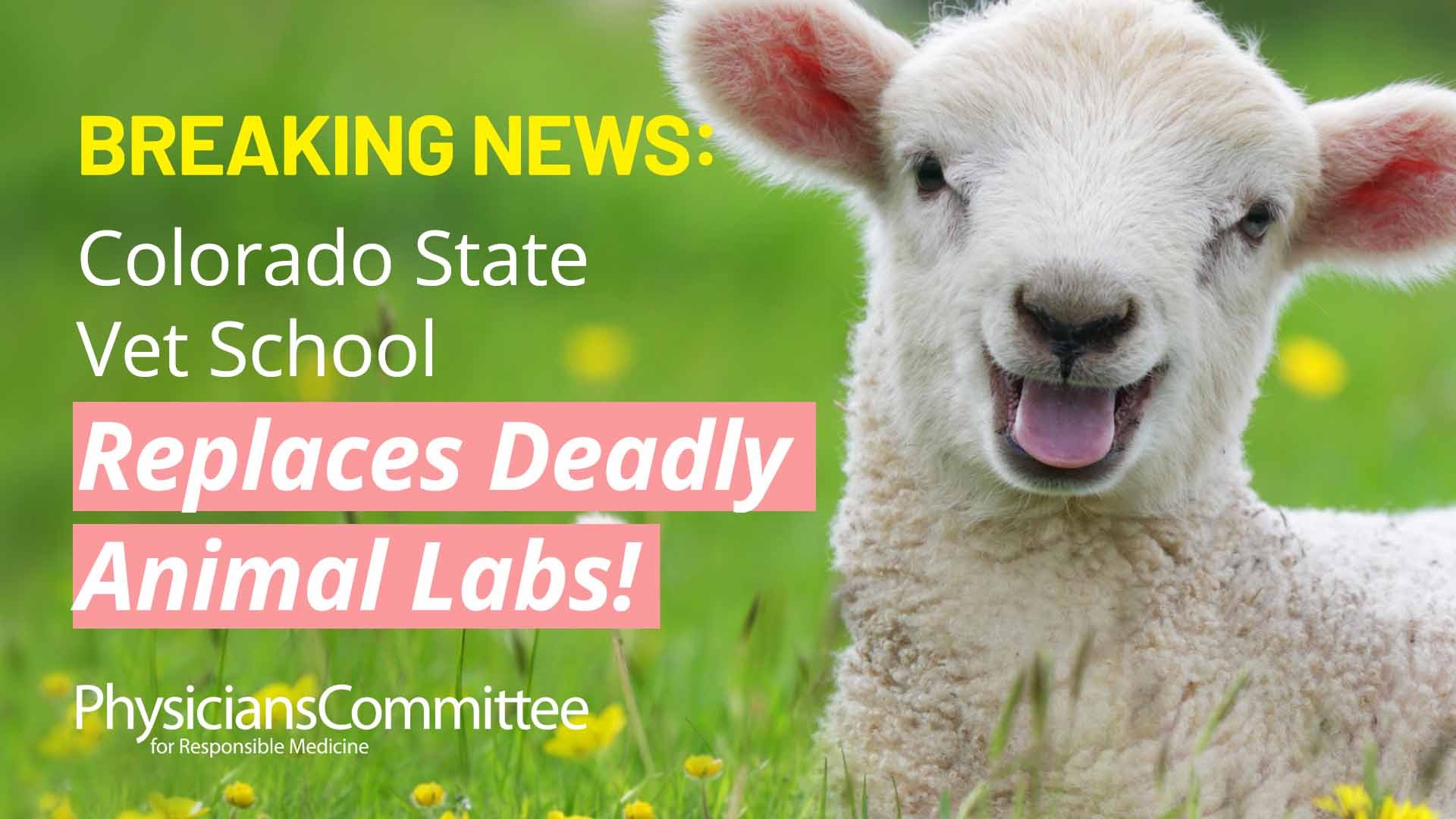 Great News! – Leading Vet School Ends Deadly Animal Labs! – Violet's ...