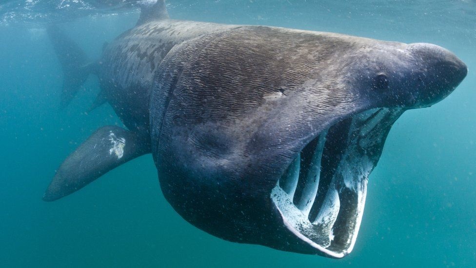 It’s World Basking Shark Day! – Violet's Vegan Comics
